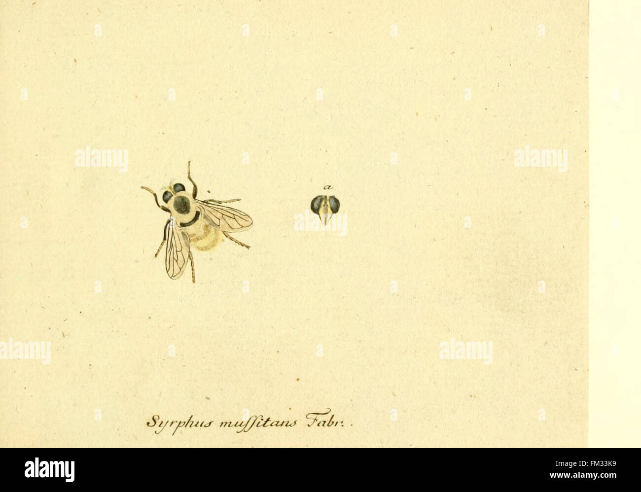'Fauna Germanica' on Diptera focuses on the identification and ...