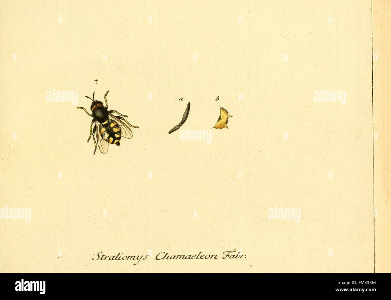 Detailed taxonomy of various fly species hi-res stock photography and ...
