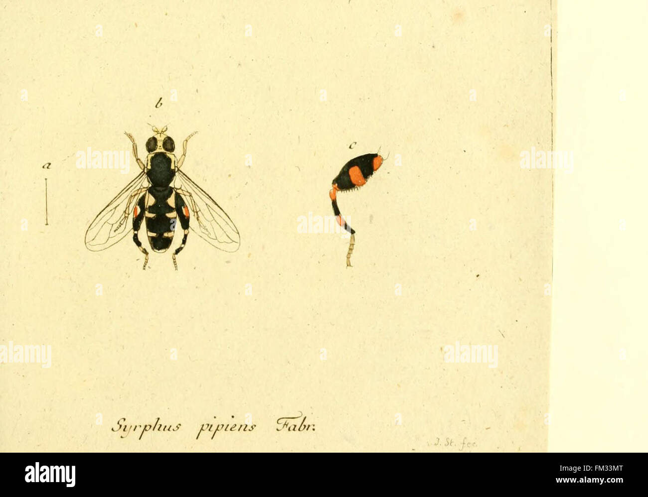 An illustration of Diptera species from Germany, focusing on the ...