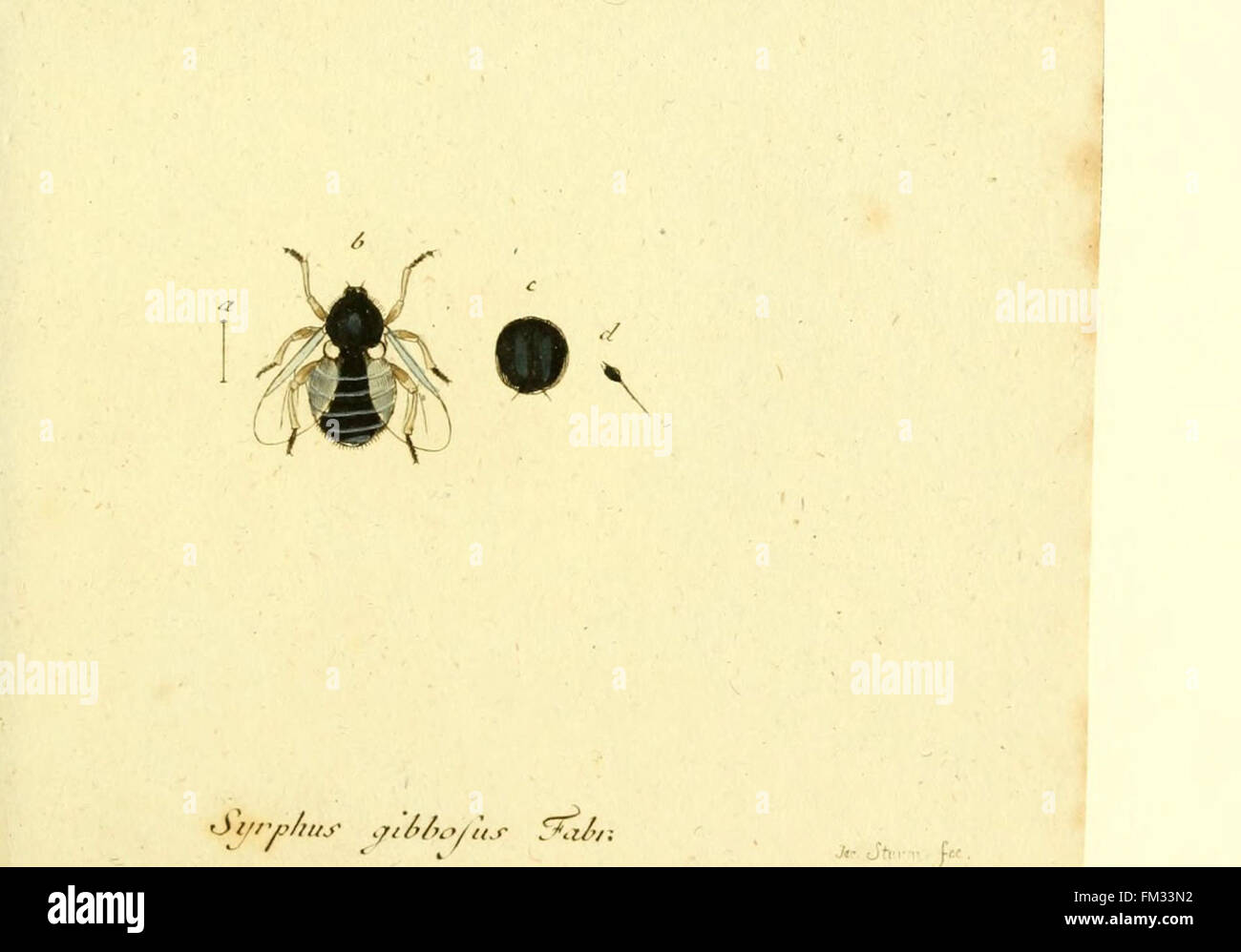 'Fauna Germanica, Diptera' presents illustrations and descriptions of ...