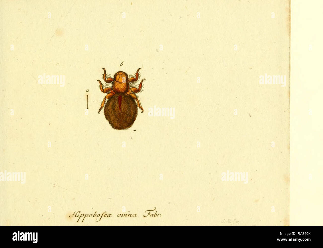 'Fauna Germanica: Diptera' depicts various species of flies found in ...