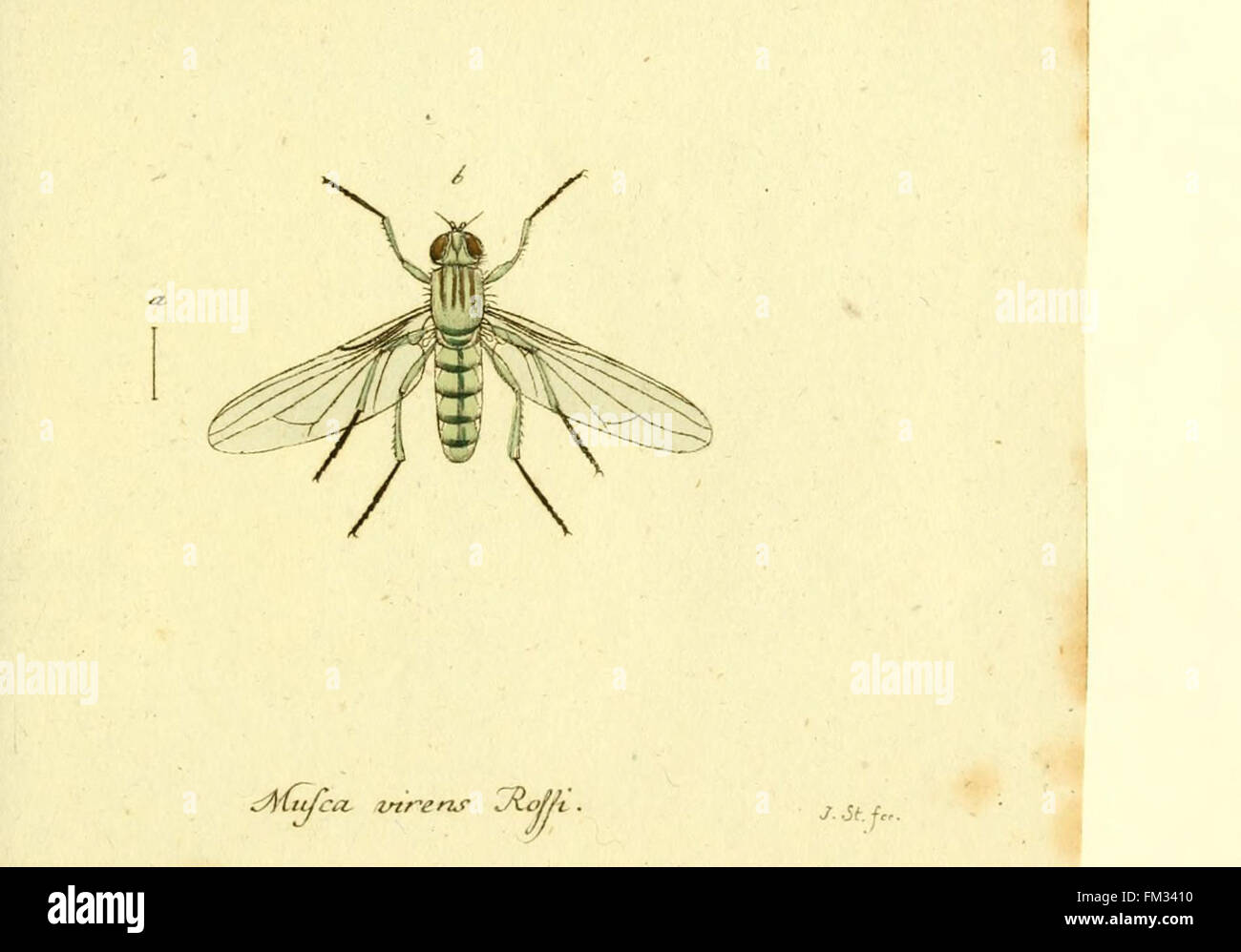 'Fauna Germanica: Diptera' showcases various species of Diptera (flies ...