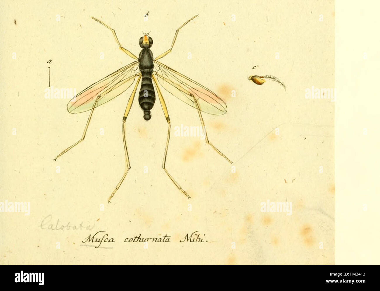 This work focuses on the Diptera (flies) of Germany, providing detailed ...
