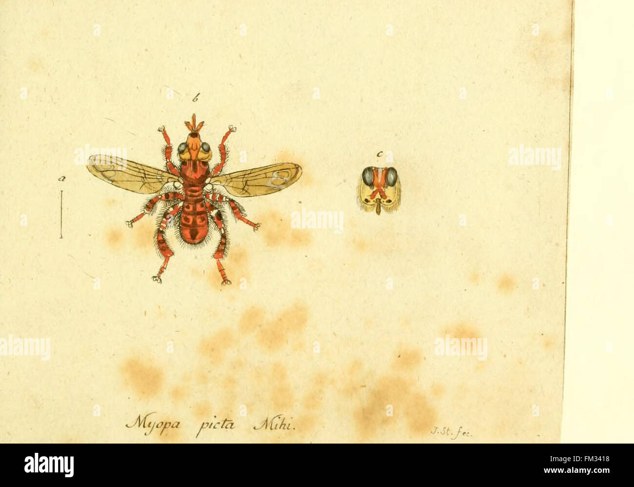 *Fauna Germanica, Diptera* focuses on the Diptera order of insects ...