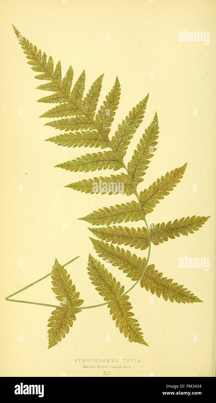 This work provides detailed illustrations and descriptions of British ...