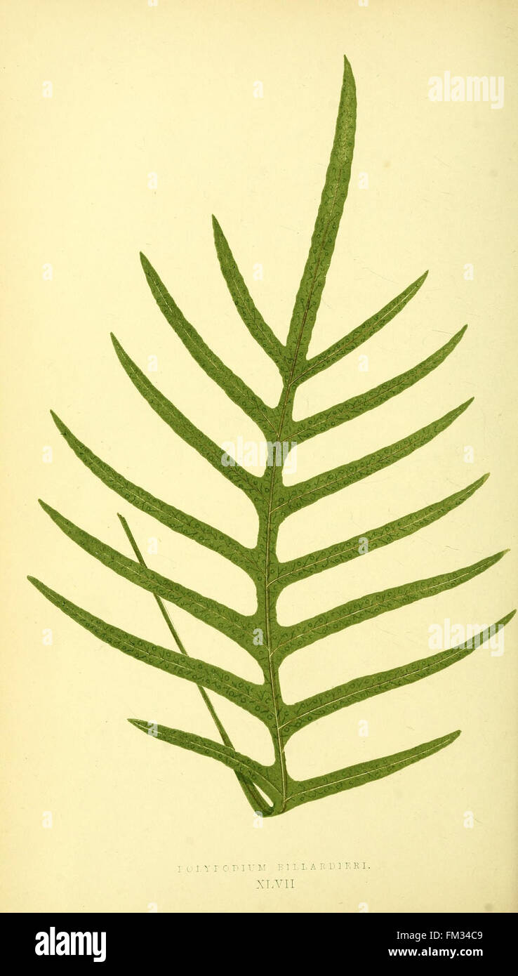 This plate from the Smithsonian Institution Libraries illustrates ...