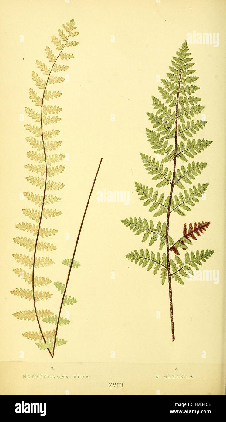 This work presents detailed illustrations of both native British and ...