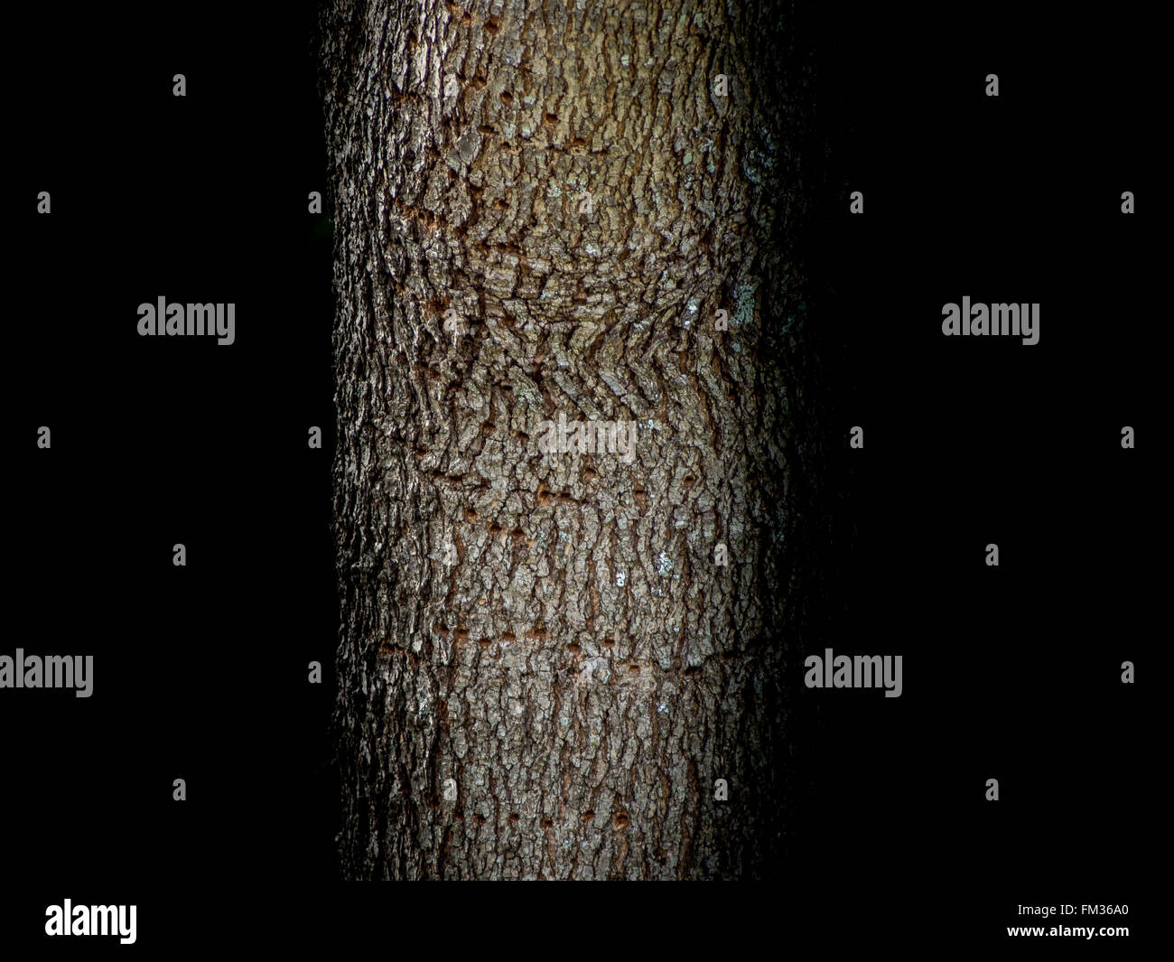 Picture of tree trunk Stock Photo - Alamy