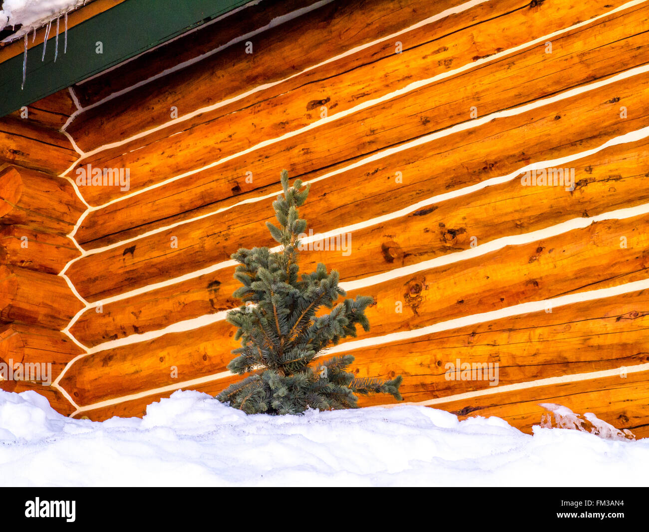 Single evergreen tree in snow in front of exterior log cabin wall Stock ...