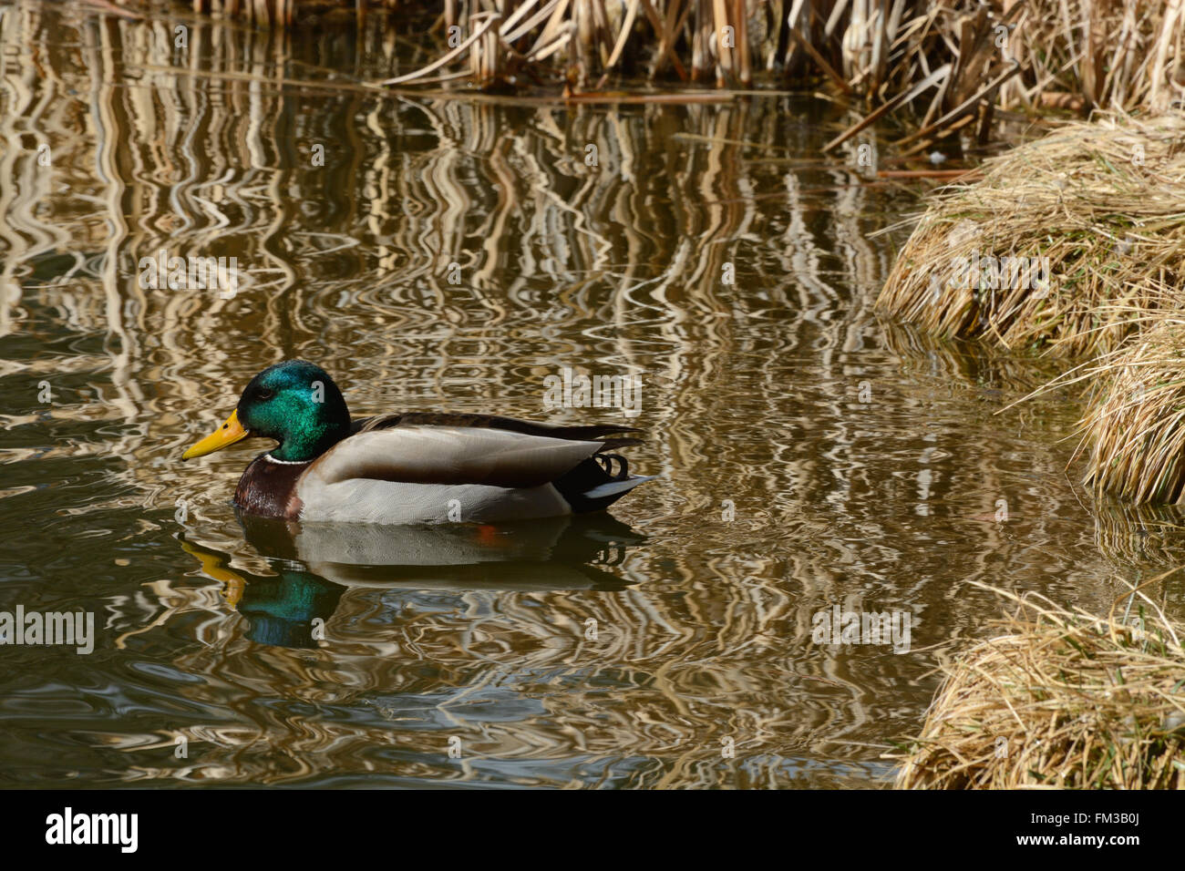 Cattails And Ducks