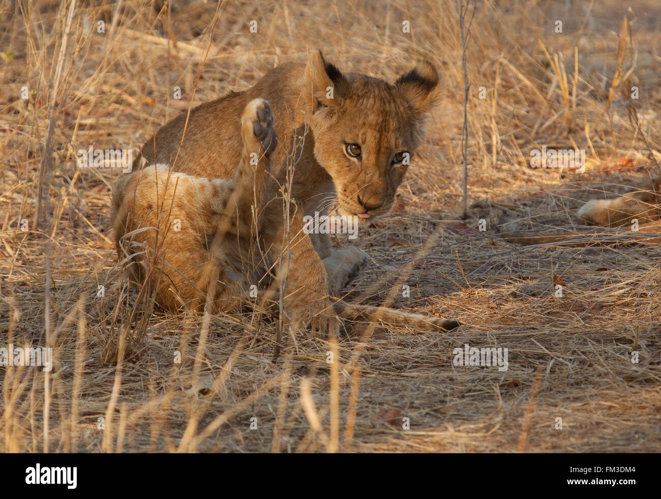 Lion scratching its head hi-res stock photography and images - Alamy