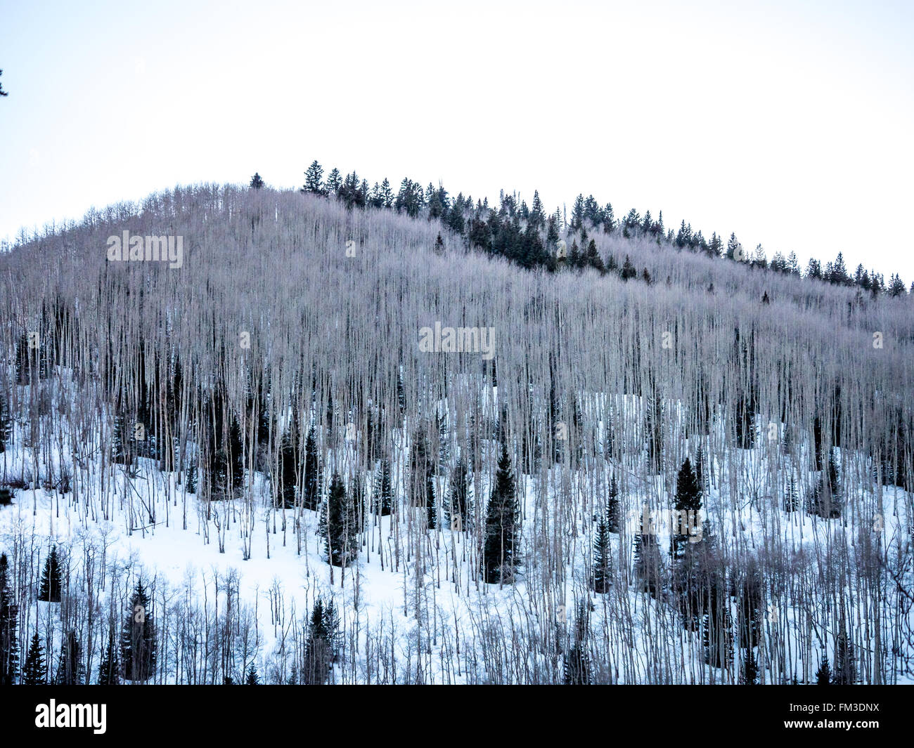 Winter scene with aspens, evergreens and snow Stock Photo - Alamy