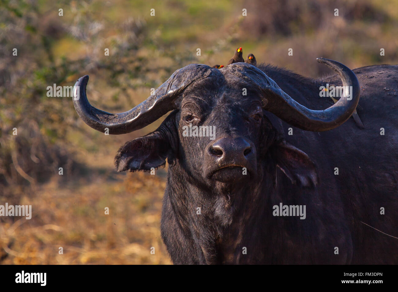 Cape Buffalo with three oxpeckers standing on his head and horns Stock ...