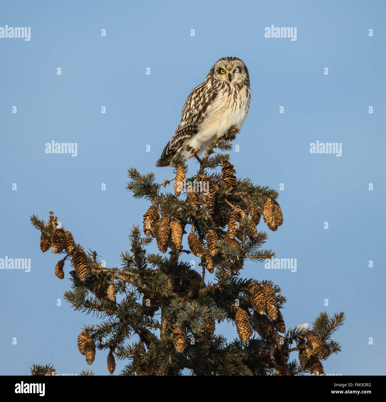 Short-eared owl perched on top of spruce tree loaded with cones Stock ...