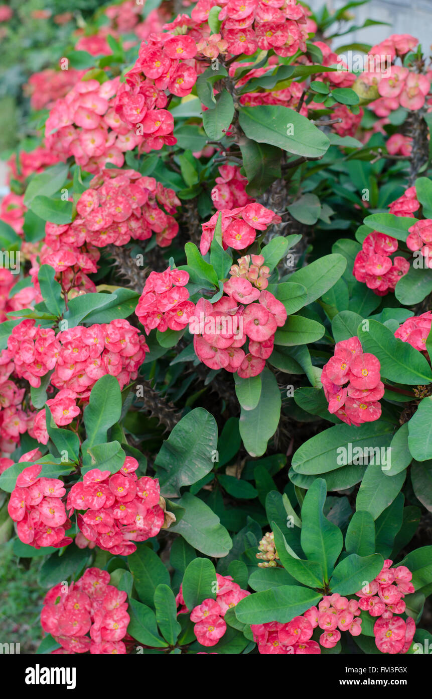 Crown of thorns flower blooming on tree Stock Photo - Alamy