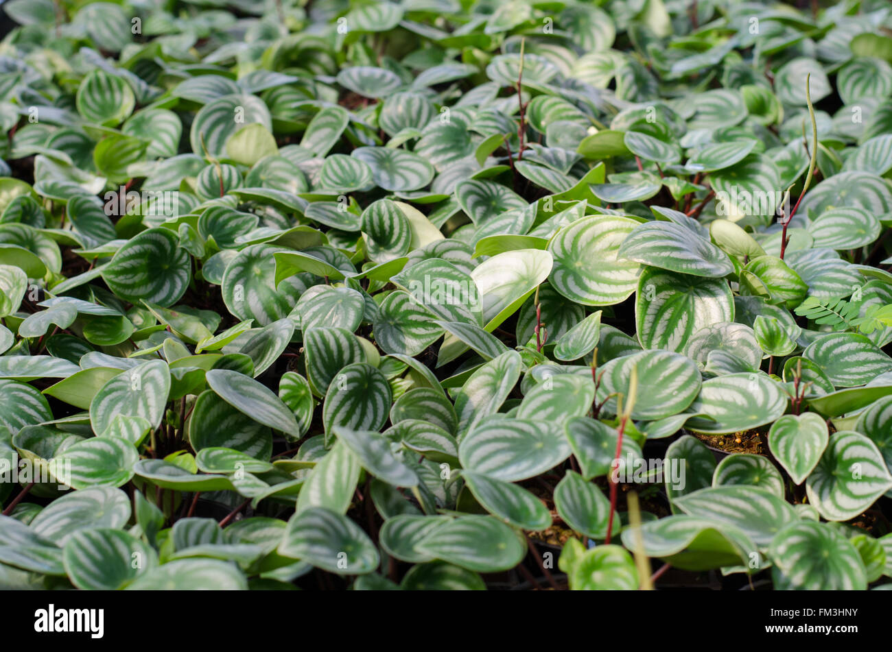 peperromia emerald ripple leaf background Stock Photo - Alamy