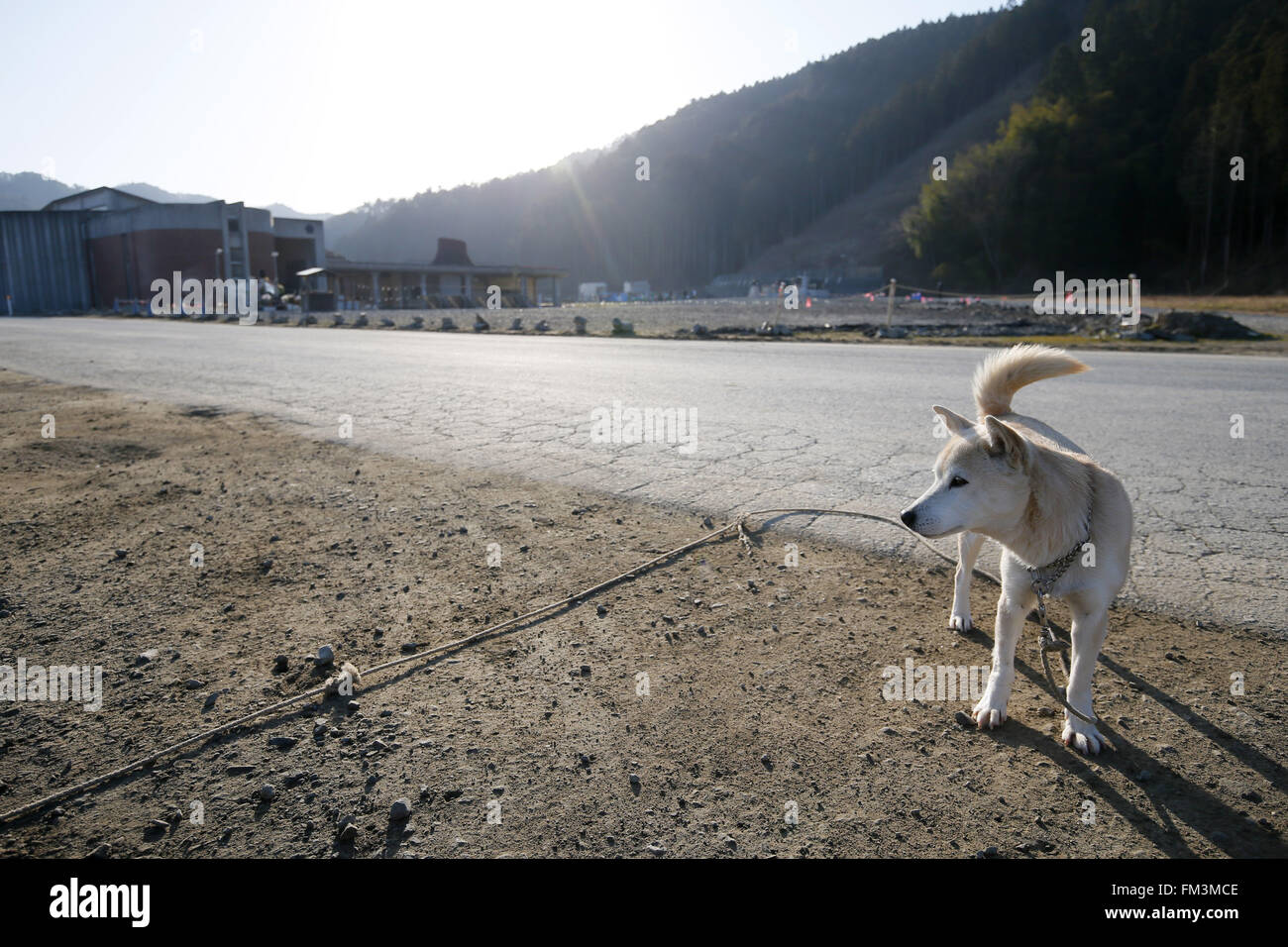 A dog that survived the tsunami visits the remains of Okawa Elementary ...