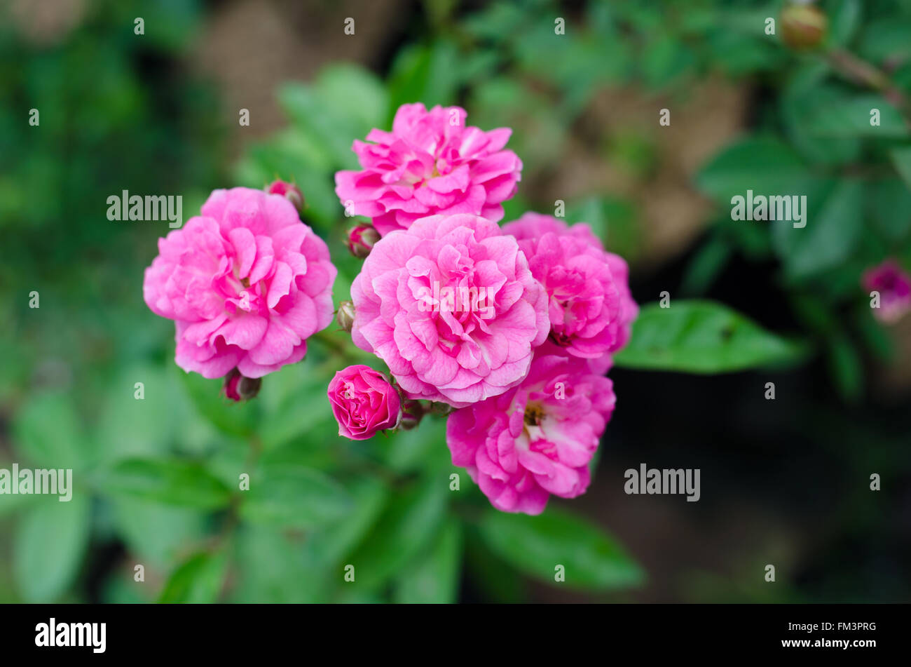 Fairy rose blooming on tree Stock Photo - Alamy