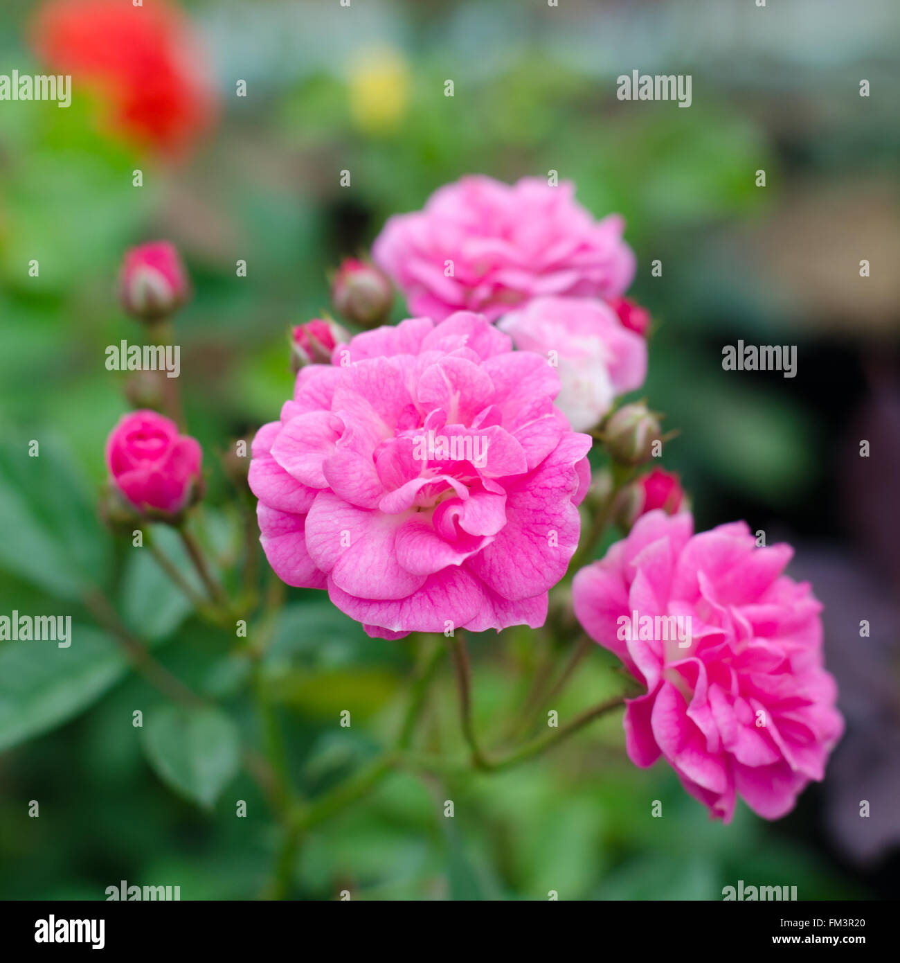 Fairy rose blooming on tree Stock Photo - Alamy