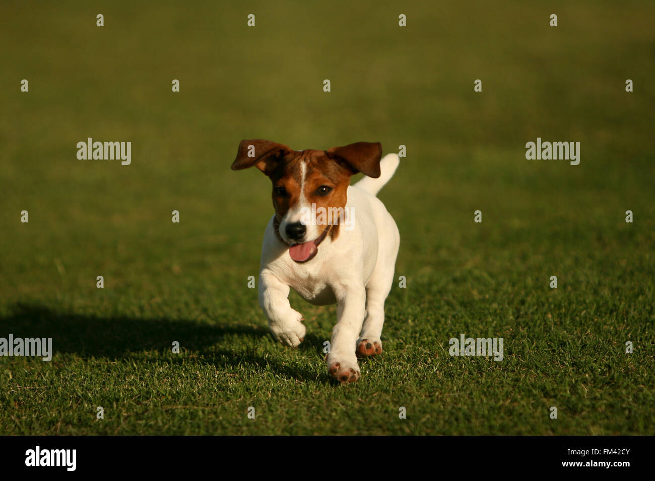 Jack russell female Stock Photo - Alamy