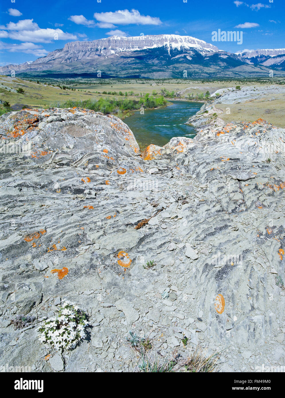 sun river and flower on a rock outcrop below castle reef on the rocky ...