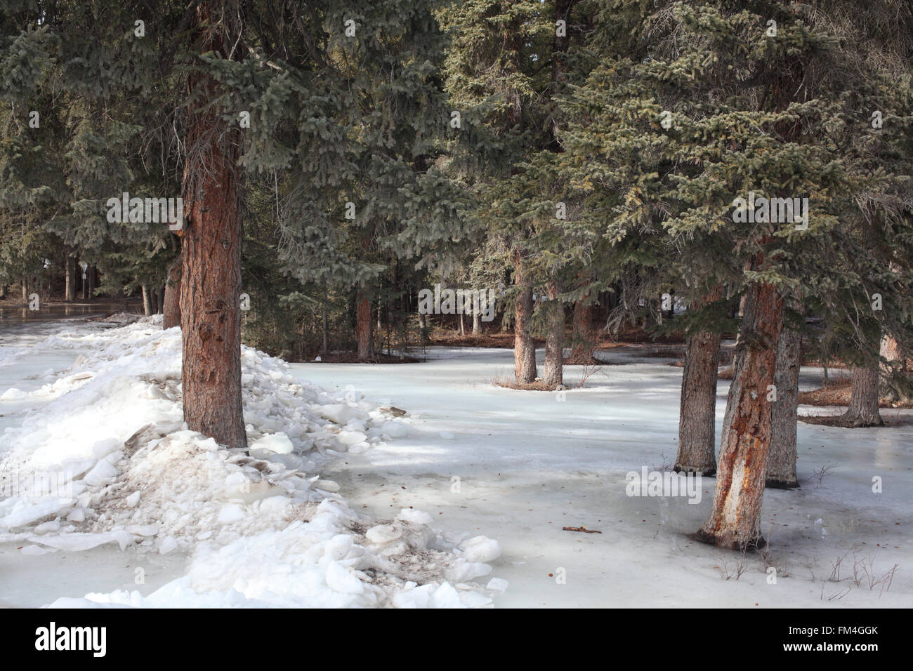 Icy forest hi-res stock photography and images - Alamy