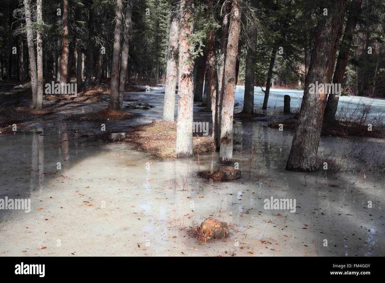 Icy forest in the Waiparous Village area in Alberta Stock Photo - Alamy