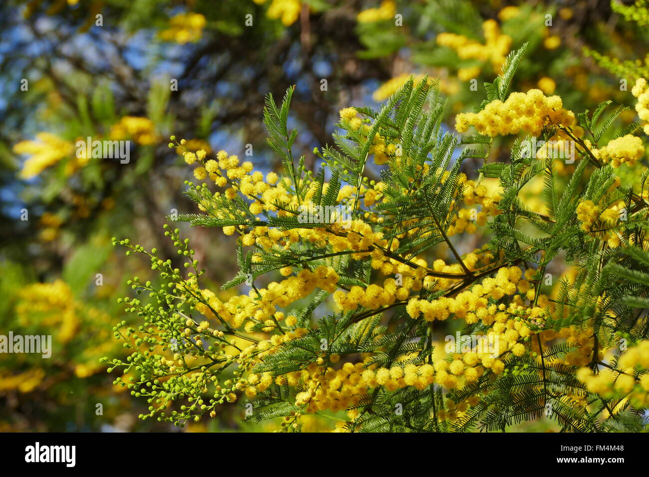 Australia plants - Yellow early black wattle blossom Stock Photo - Alamy