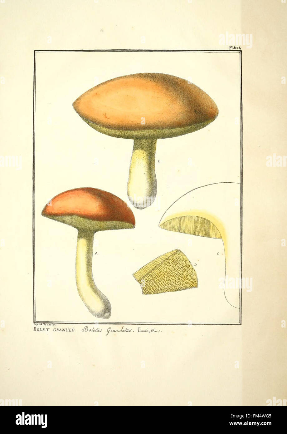 An illustration of mushrooms from *Figures des champignons ...