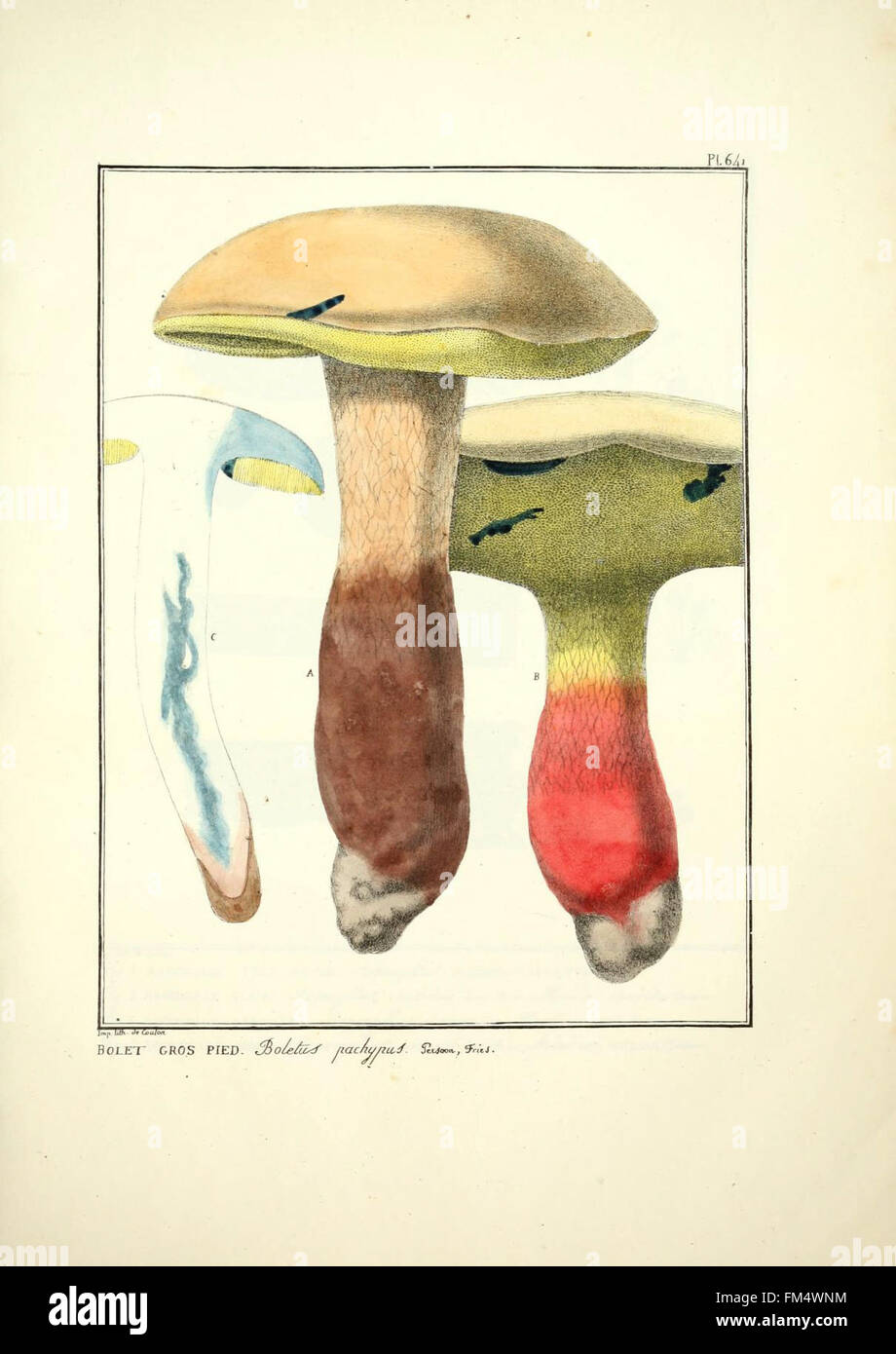 Champignons aux champignons hi-res stock photography and images - Alamy