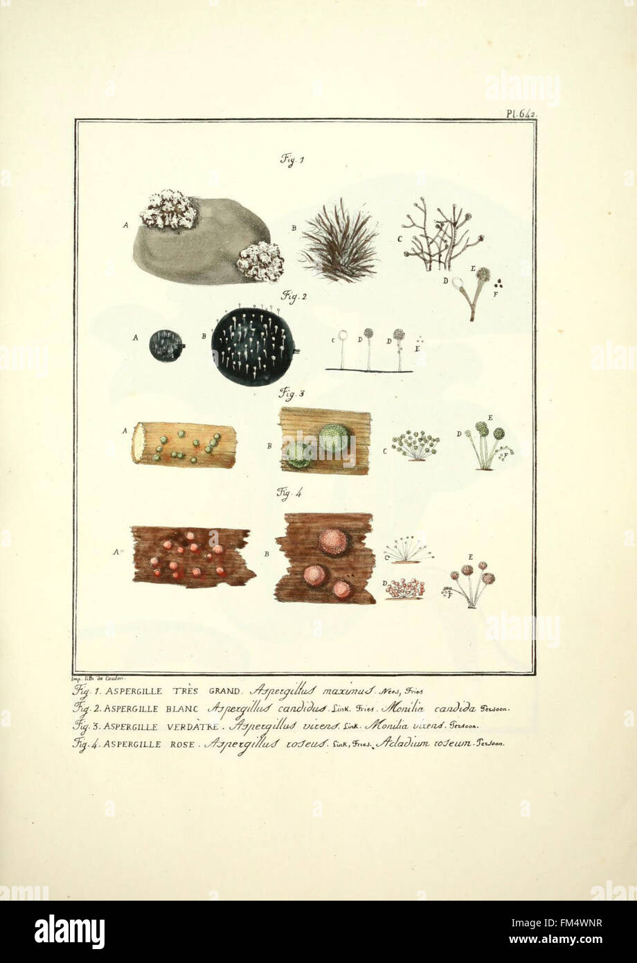 Figures des champignons, servant de supplC3A9ment aux planches de ...