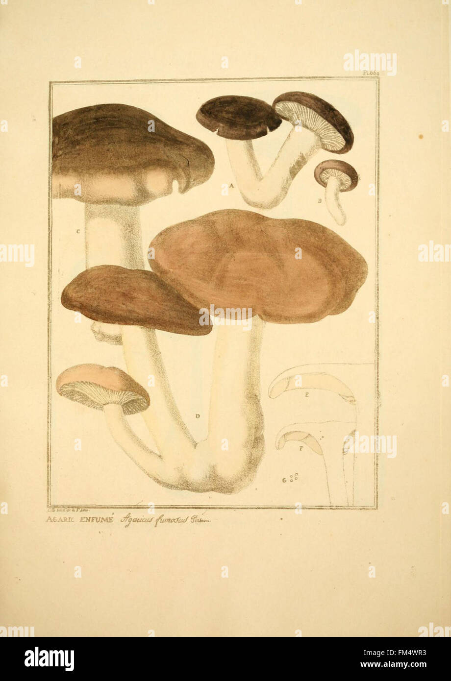 This work provides illustrations of fungi, supplementing the famous ...
