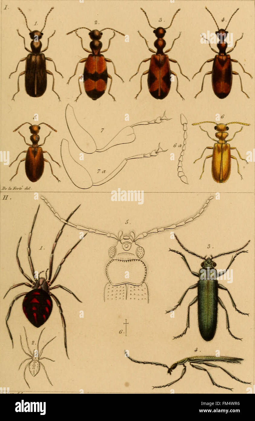 This 1842 publication covers the field of entomology, presenting ...