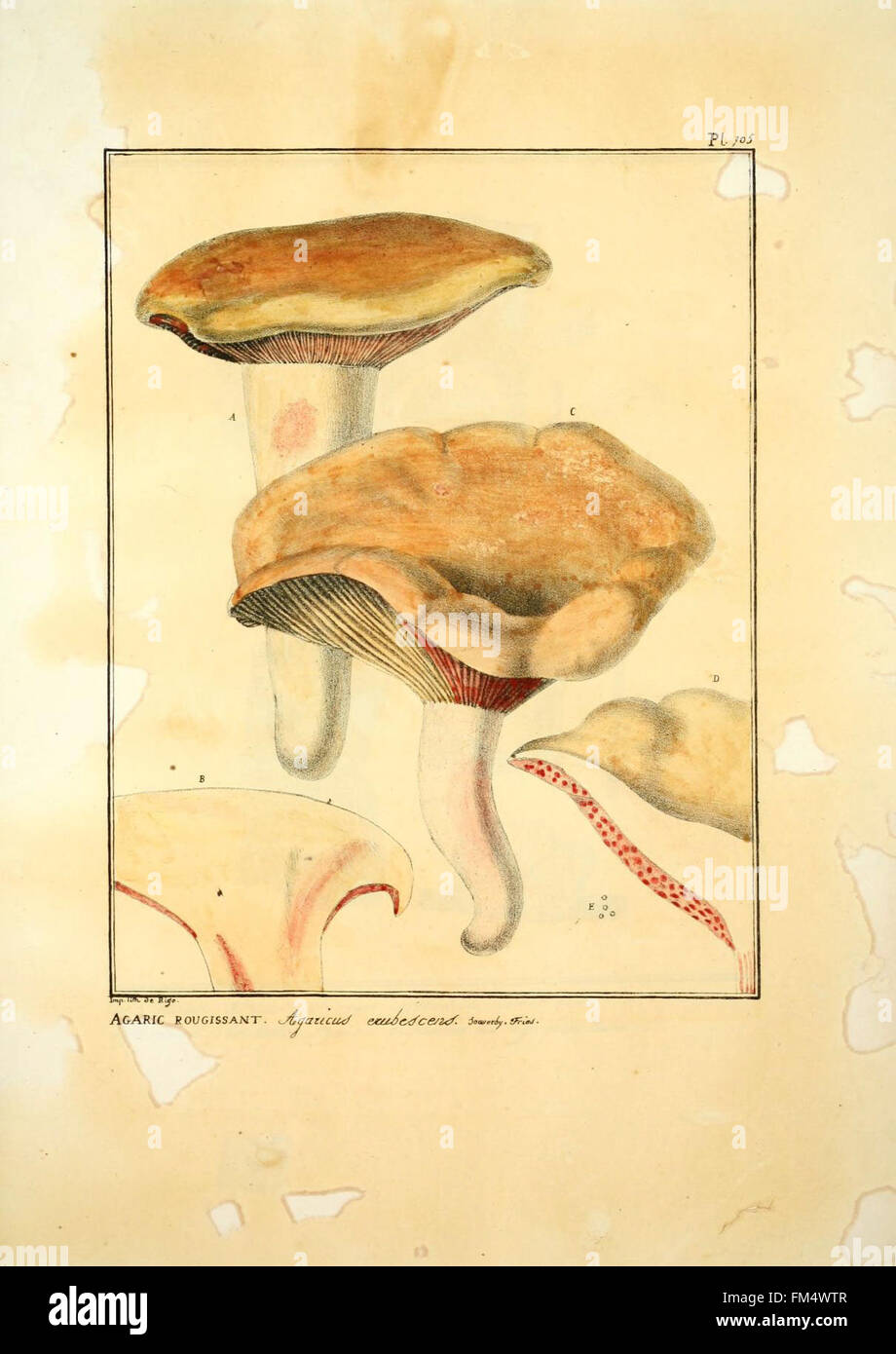 This illustration from 'Figures des champignons' supplements Bulliard's ...