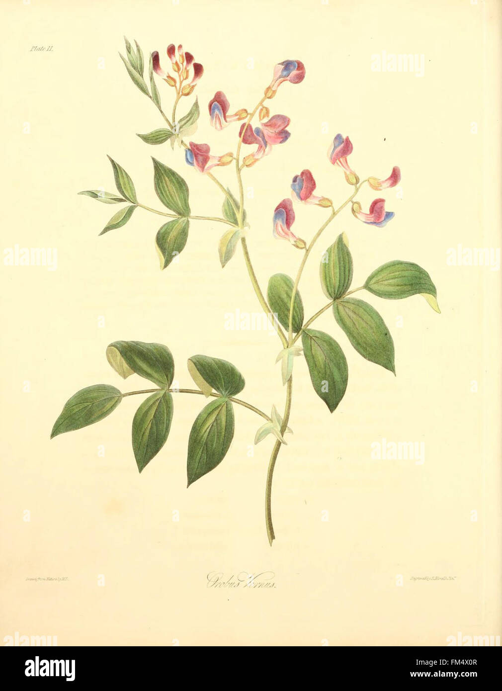 Plate 11 from 'Floral Illustrations of the Seasons' depicts flowers ...