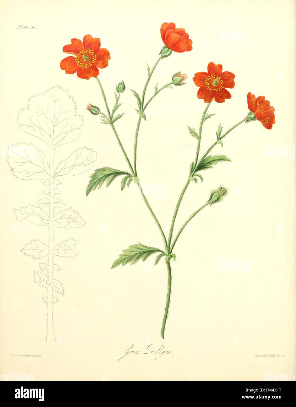'Floral Illustrations of the Seasons' (Plate 30) provides detailed ...