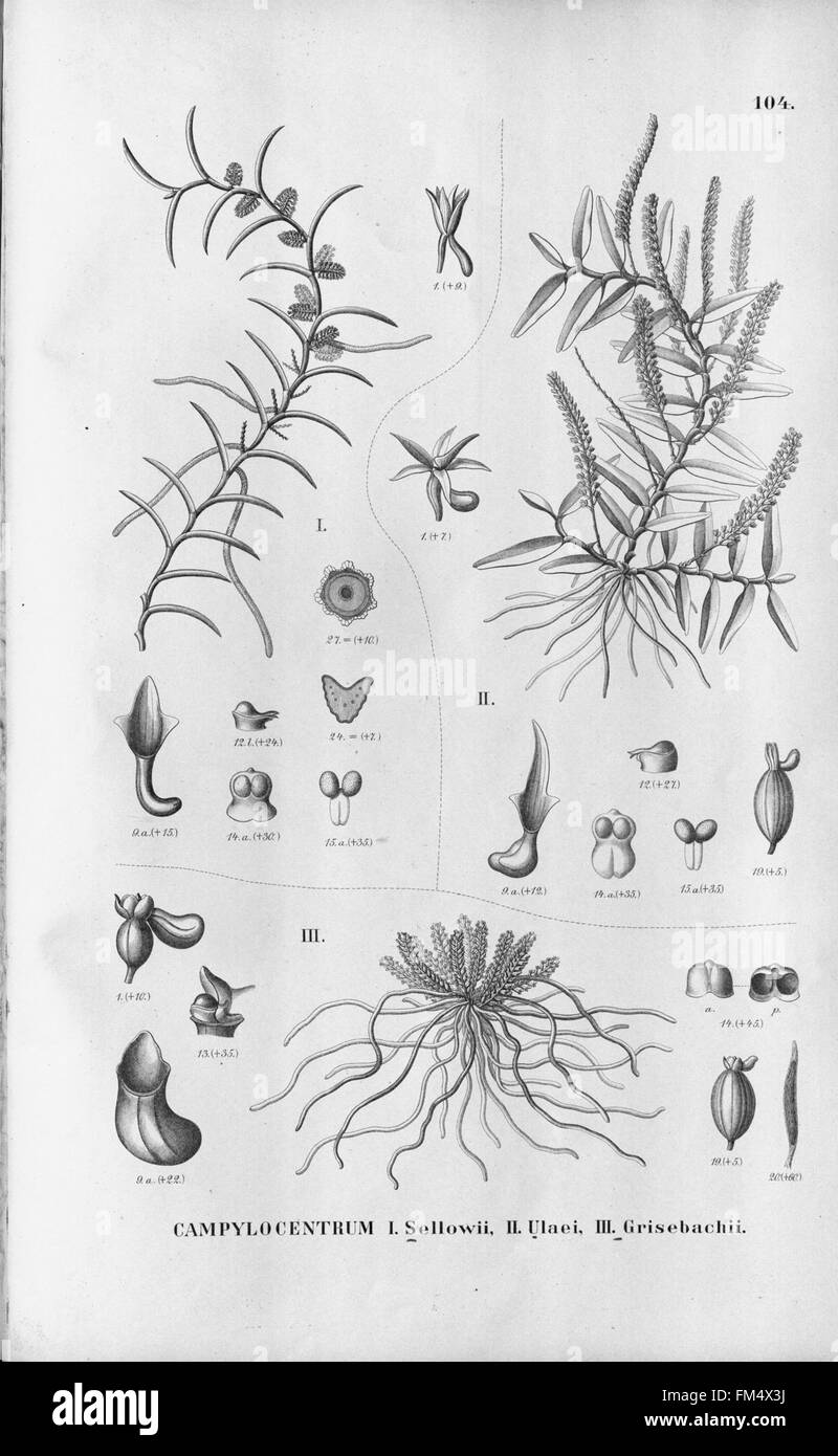 Important work in botanical Black and White Stock Photos & Images - Alamy