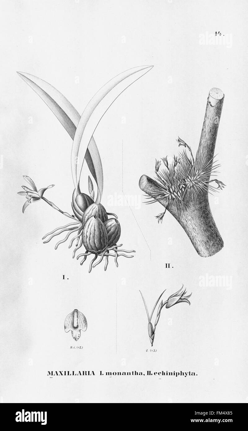 An engraving from the 1840 Flora Brasiliensis, showcasing plant species ...