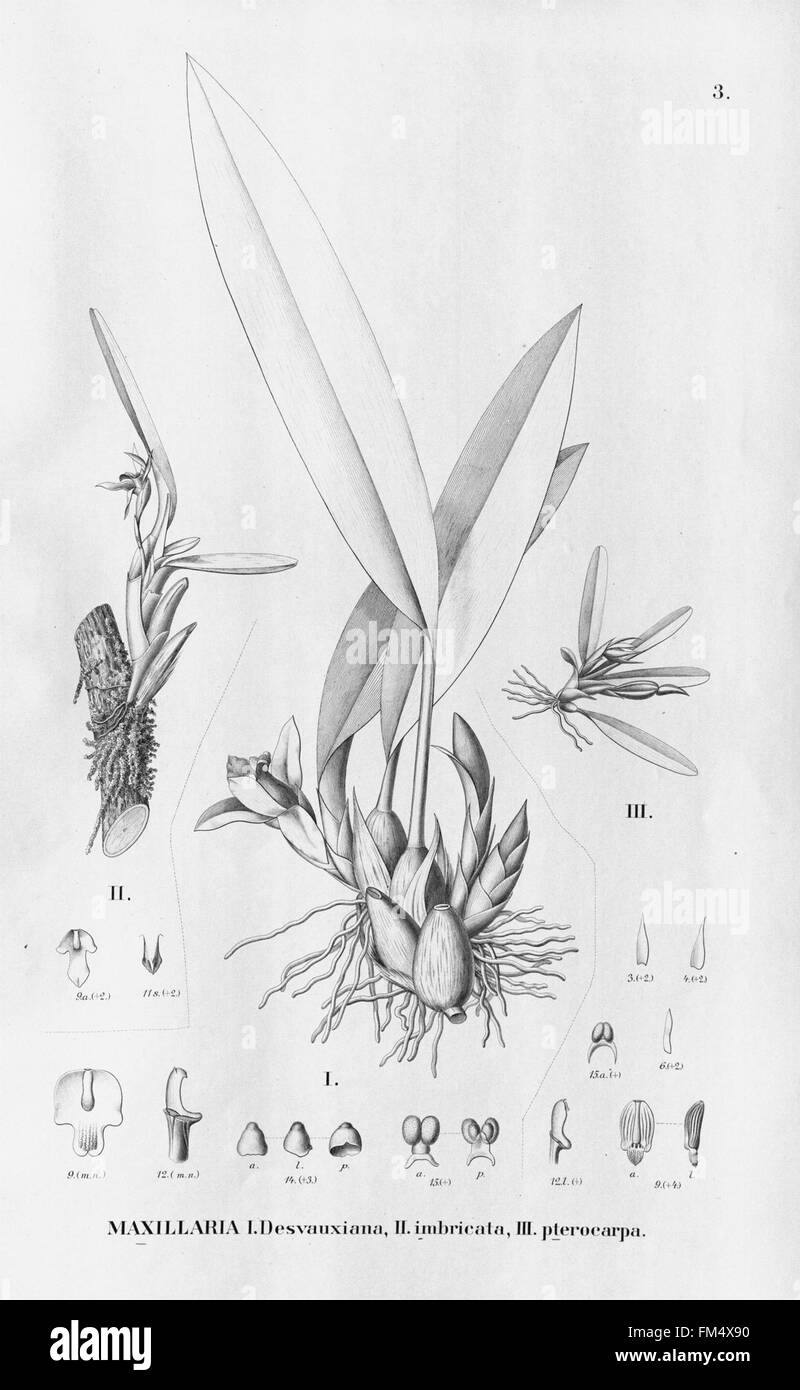 This plate from 'Flora Brasiliensis' depicts plants discovered in ...