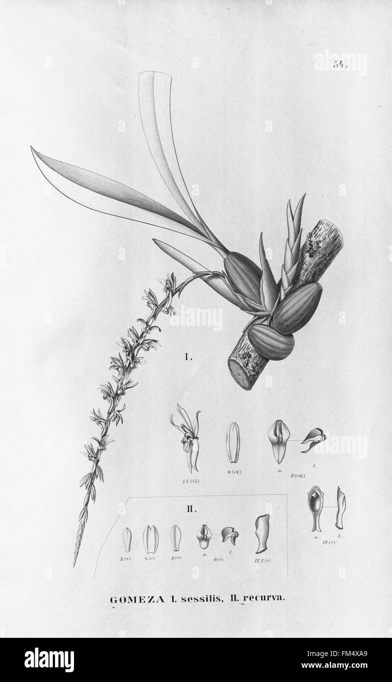*Flora Brasiliensis* (1840) provides a comprehensive catalog of plant ...