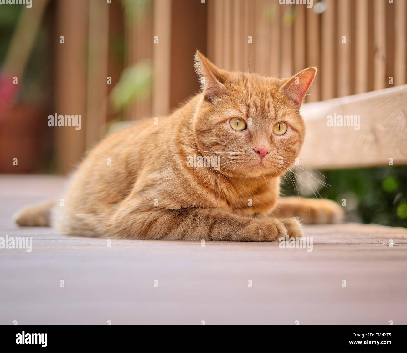 Orange Cat lying down outdoors Stock Photo - Alamy