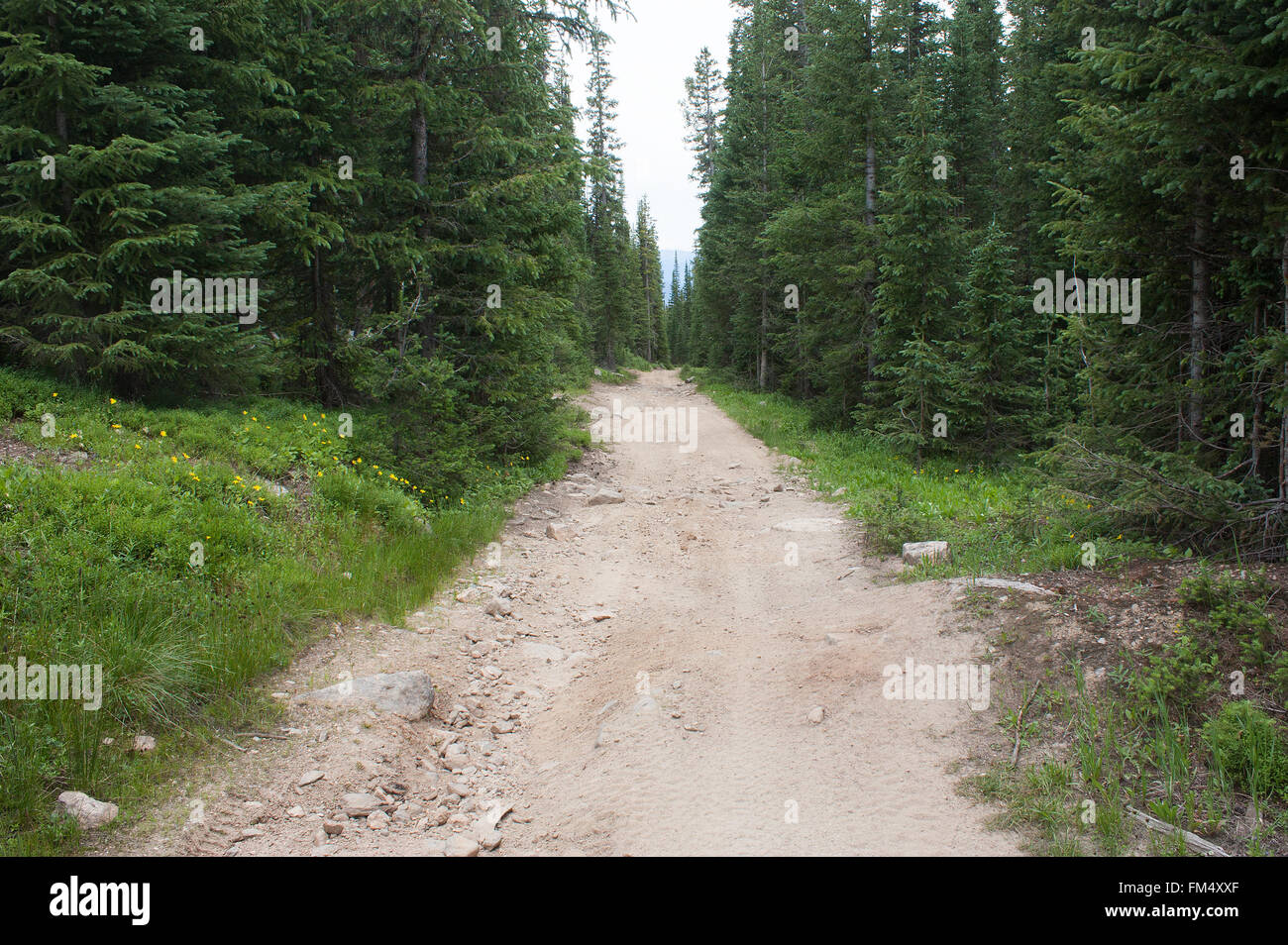 Off Road Trail in the Rocky Mountains Stock Photo - Alamy
