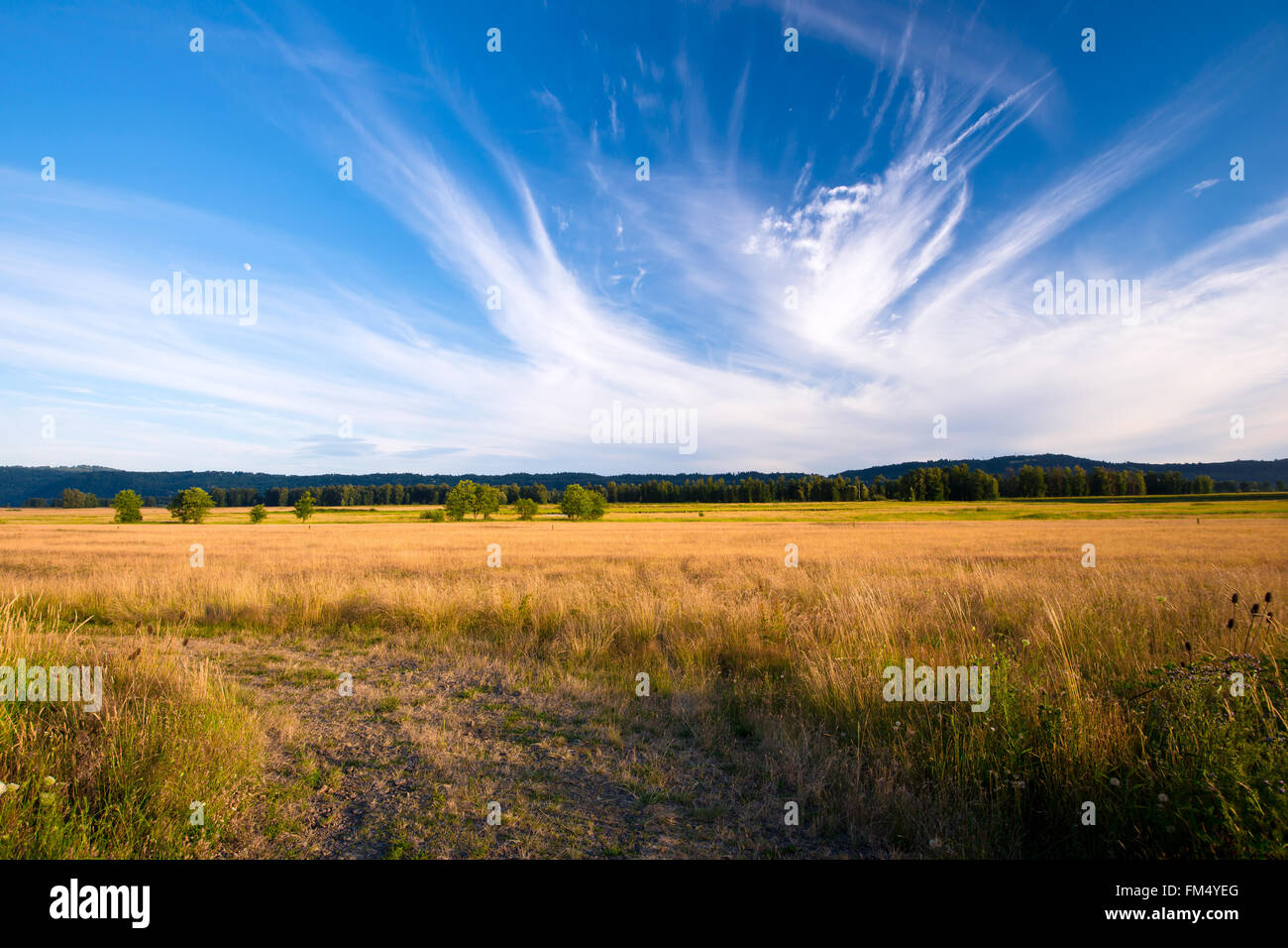 Gorgeous magnificent landscape field road on a meadow with tall ...