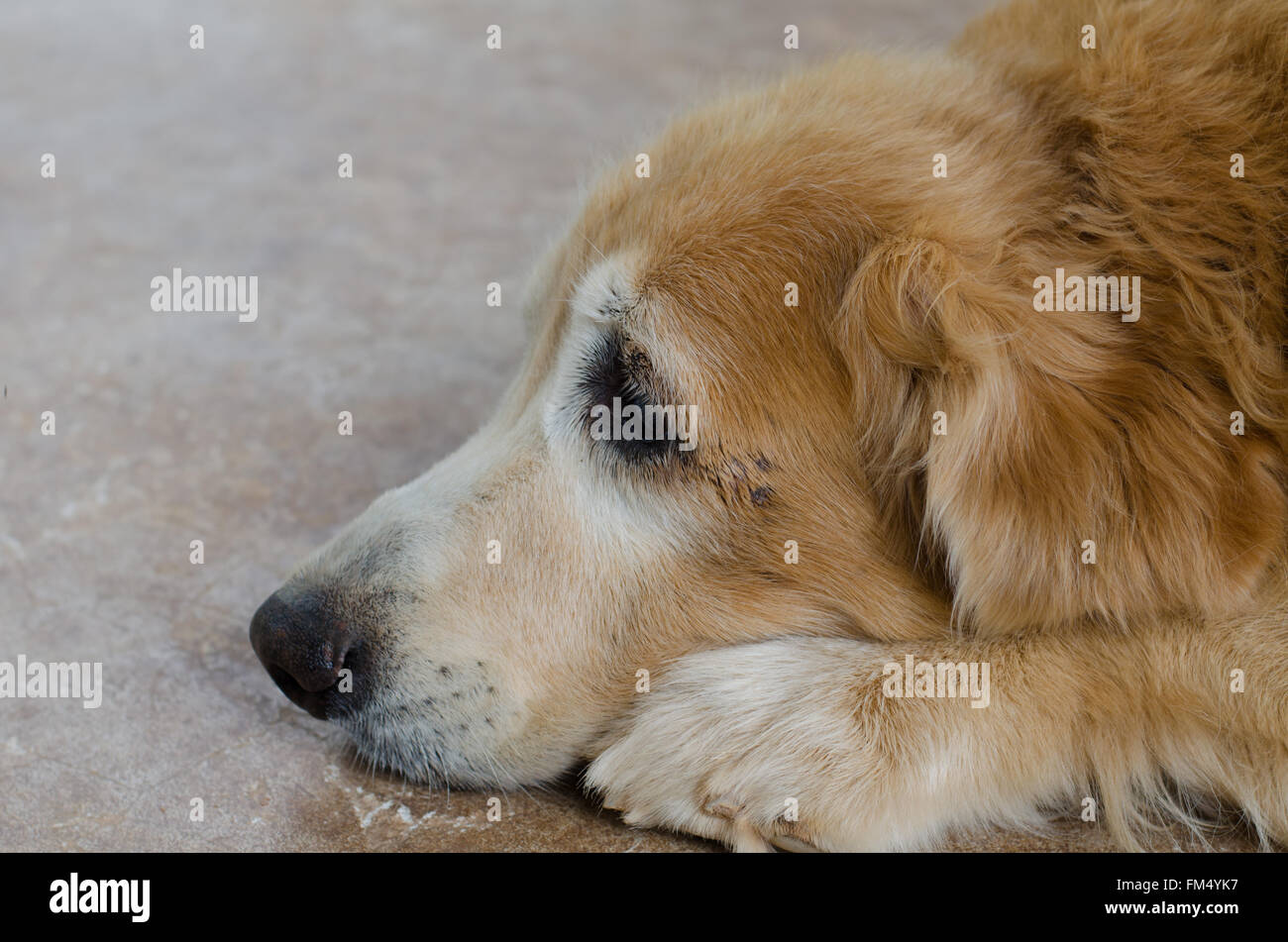 close up on face of golden retriever dog Stock Photo - Alamy