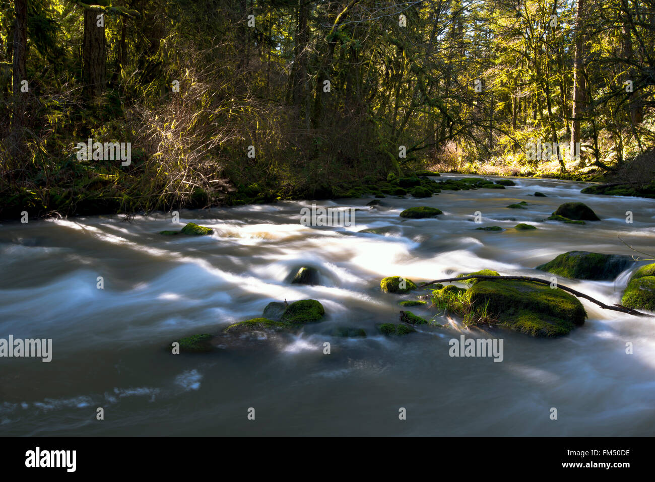 Creek with rocks covered by moss, which flows a stream water flowing ...