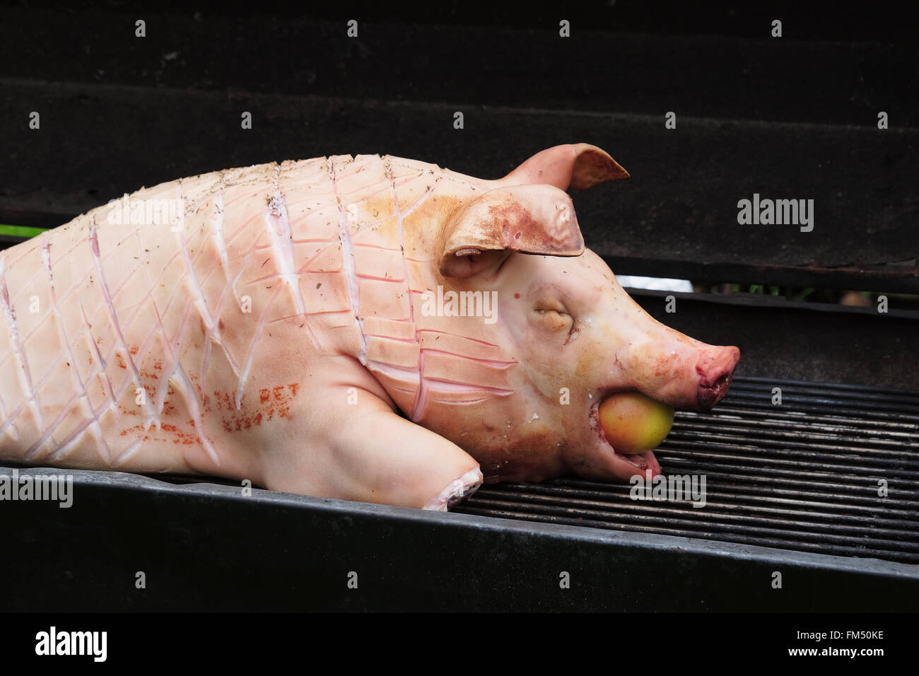 Young pig apple in mouth hi-res stock photography and images - Alamy