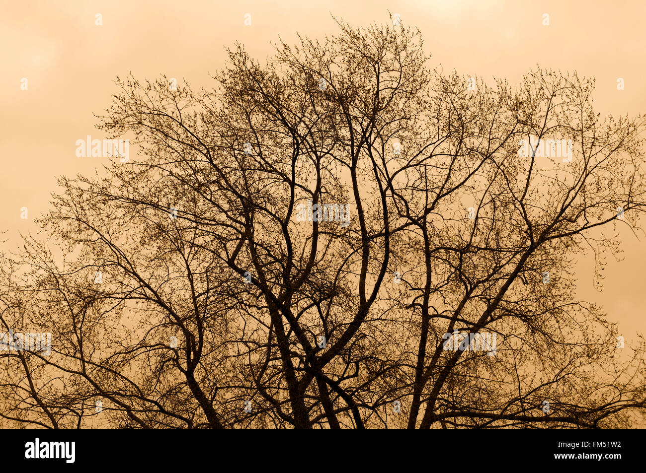 Bare branches of spreading deciduous tree against the sky in sepia tone ...