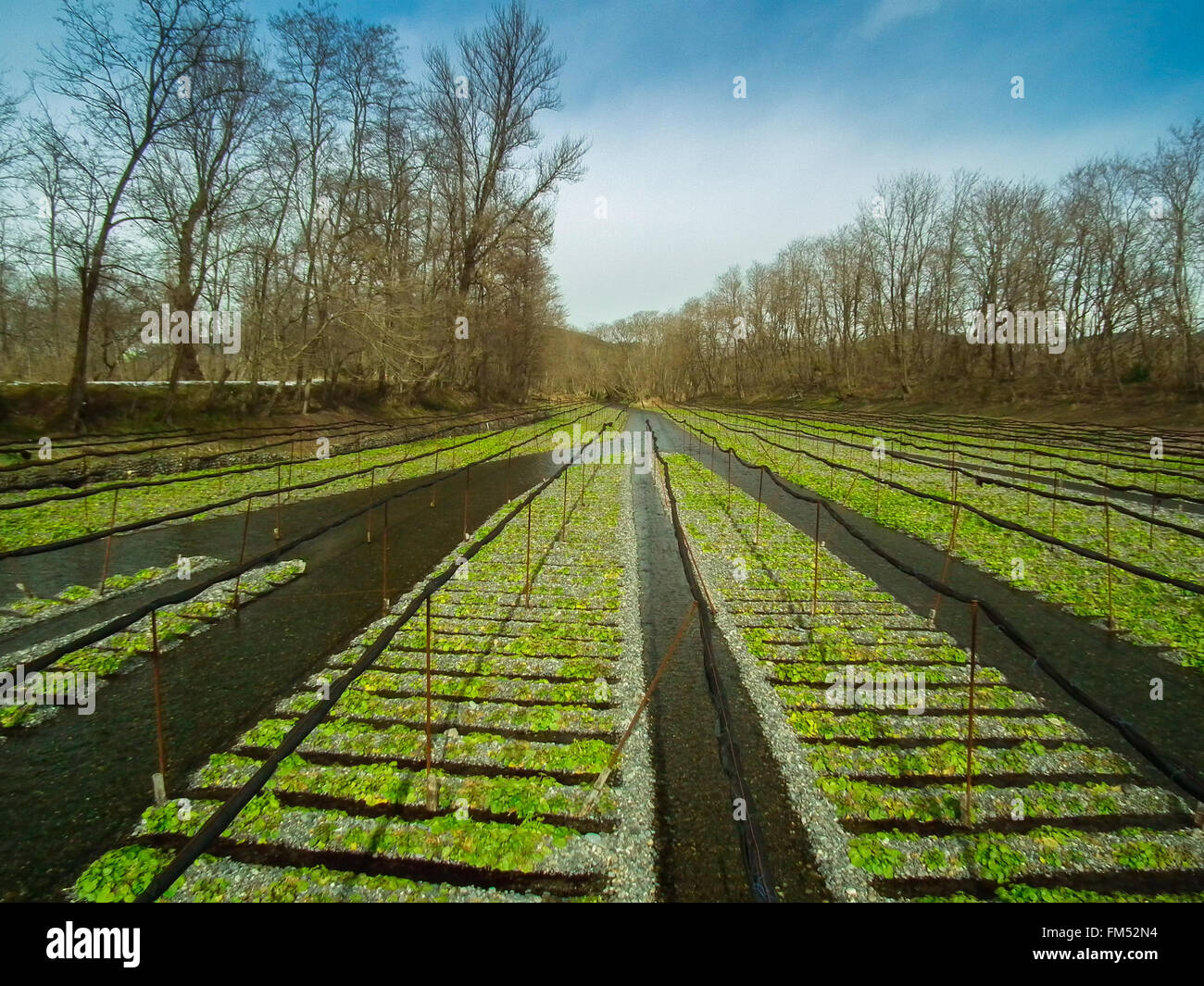 Wasabi farm in Nagano, Japan Stock Photo - Alamy