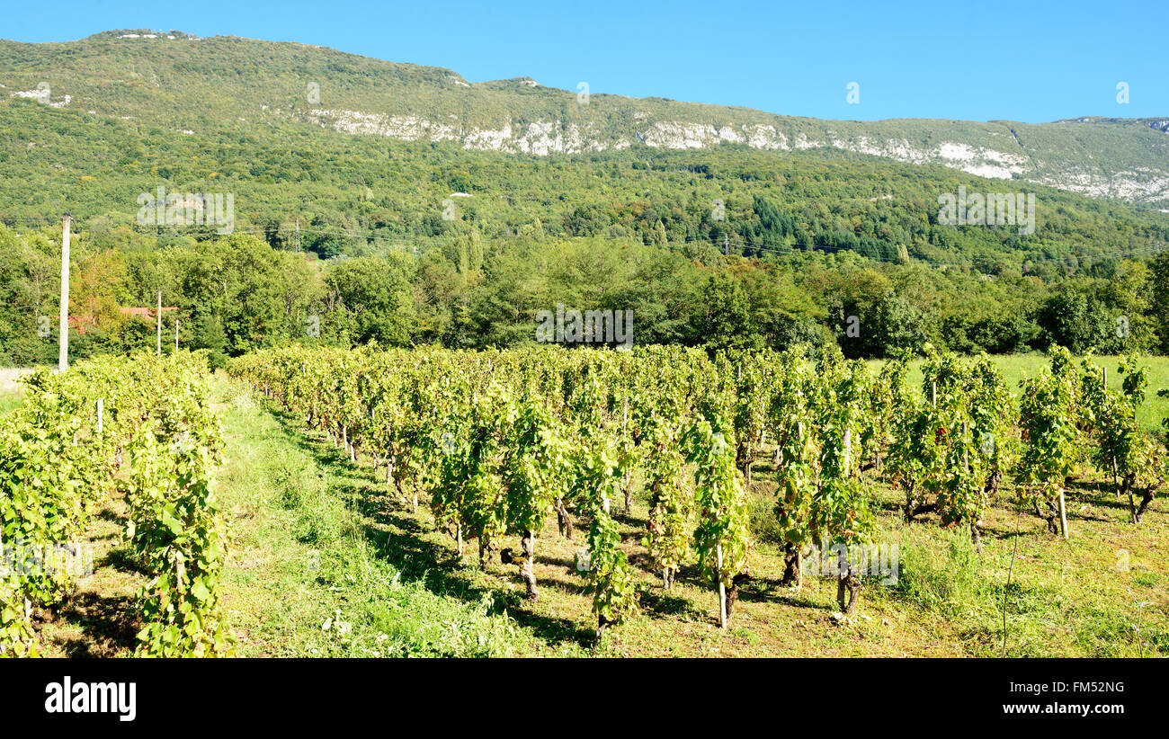 the view of the French vineyards Stock Photo - Alamy