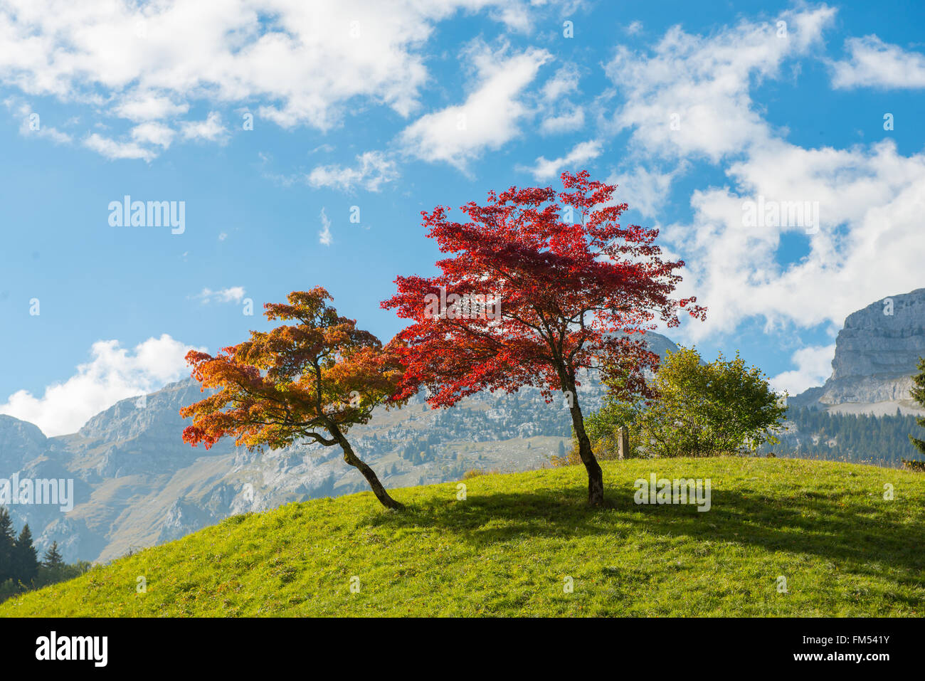 two trees with beautiful fall colors Stock Photo - Alamy